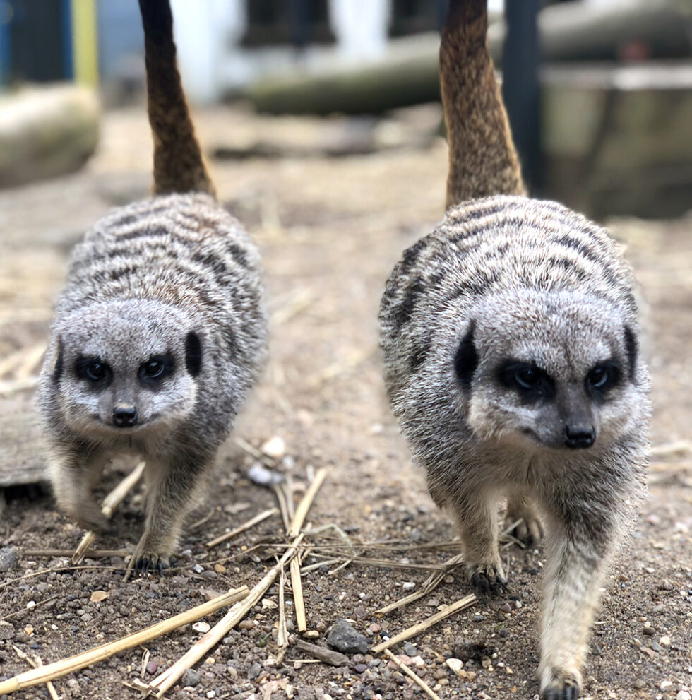 Meerkat Experience - Lincolnshire Wildlife Park