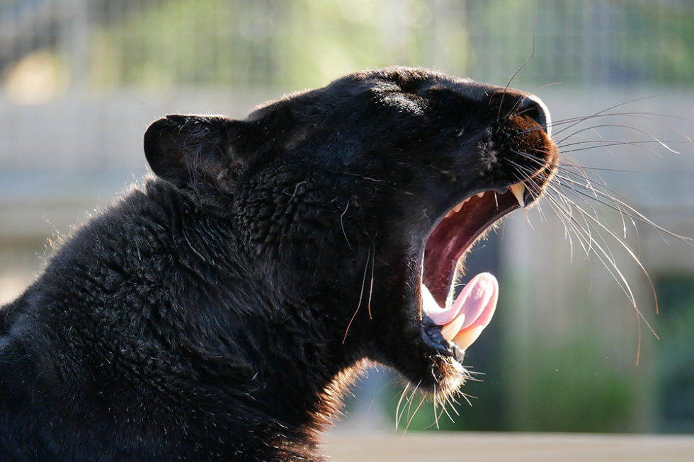 Discover the Animals - Lincolnshire Wildlife Park