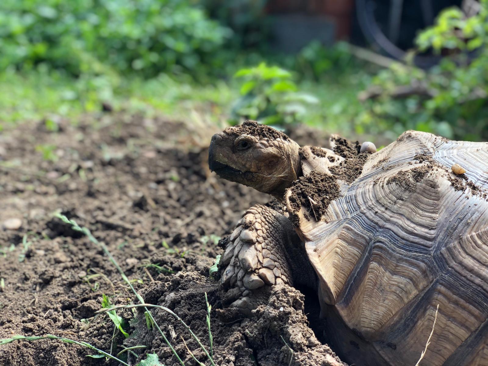 Tortoise Keeper - Lincolnshire Wildlife Park