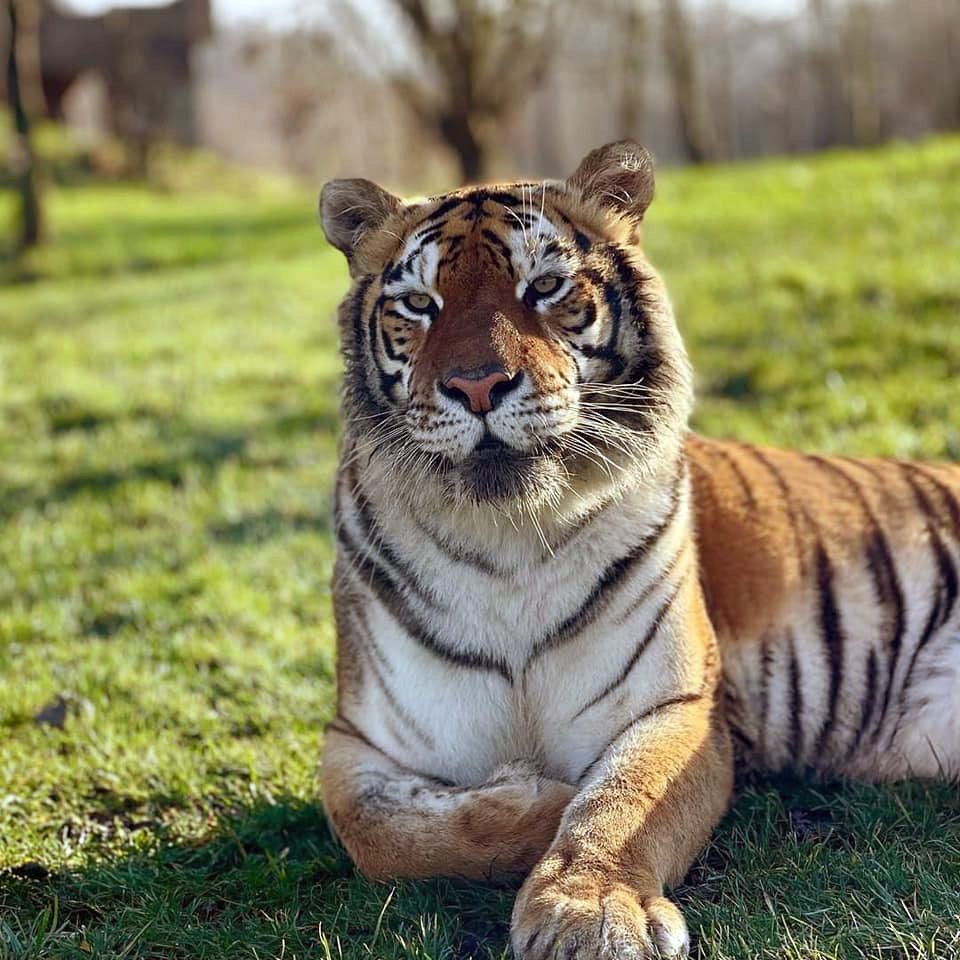 Tiger Experiences and Encounters - Lincolnshire Wildlife Park