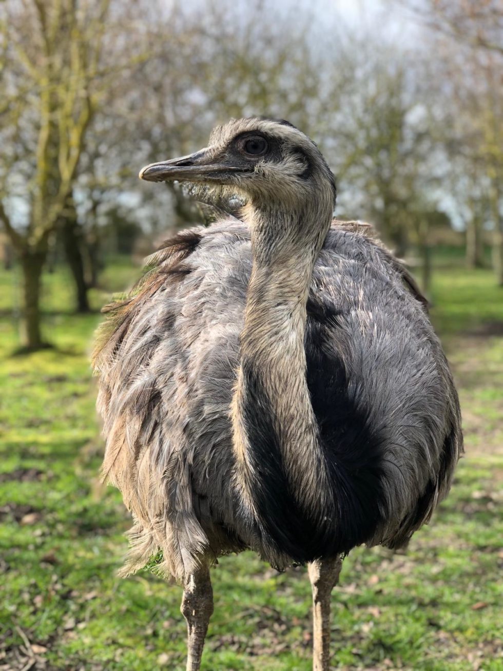 Discover the Animals - Lincolnshire Wildlife Park