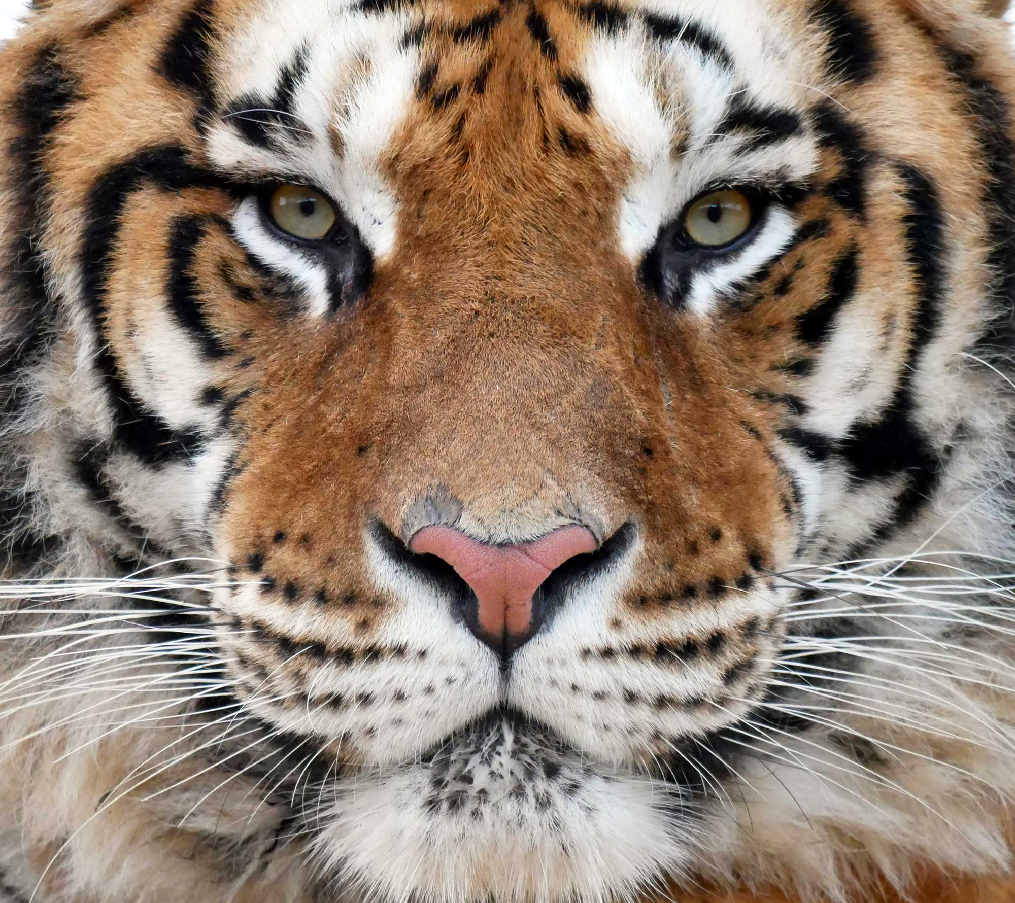 Tiger Experience - Lincolnshire Wildlife Park Tiger Experience - Lincolnshire Wildlife Park
