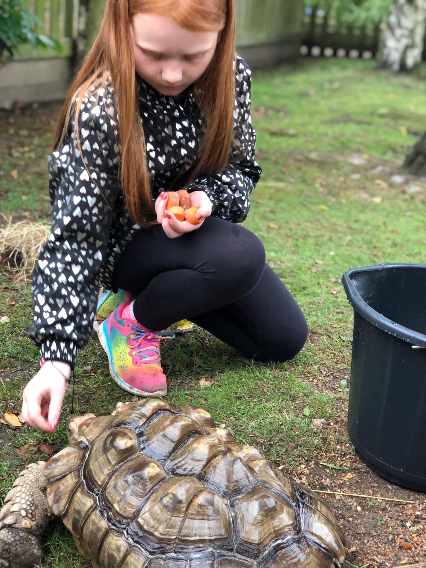 Tortoise Keeper - Lincolnshire Wildlife Park