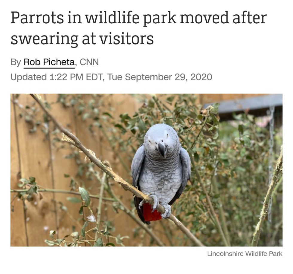 Everything To Know About The Five Famous Swearing Parrots ...